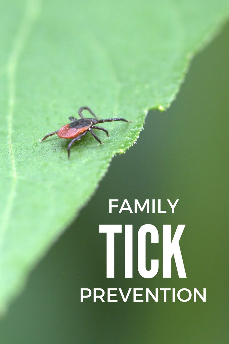 Beginners Guide to Ticks - Adventure Awaits