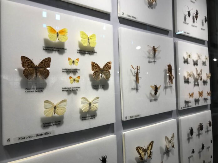 Hands On At The Newfoundland Insectarium | Family Travel Blog