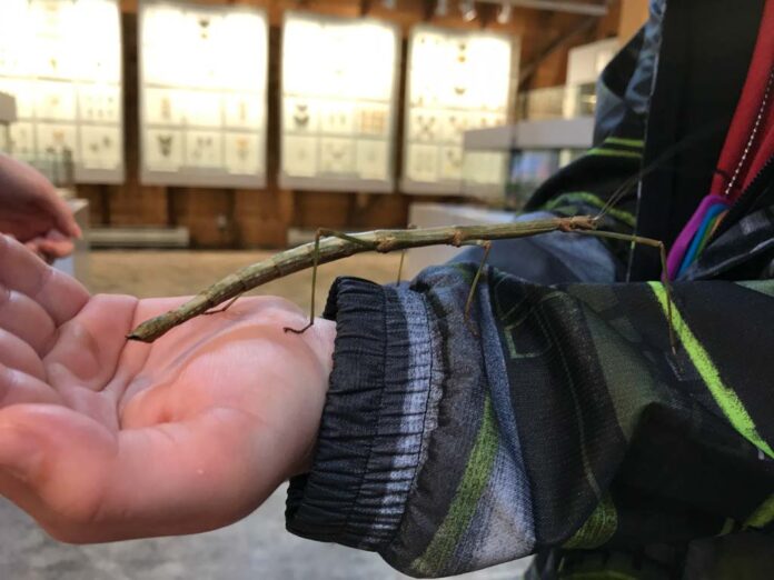 Hands On At The Newfoundland Insectarium | Family Travel Blog