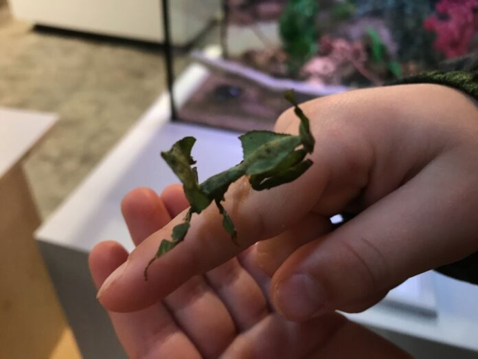 Hands On At The Newfoundland Insectarium | Family Travel Blog