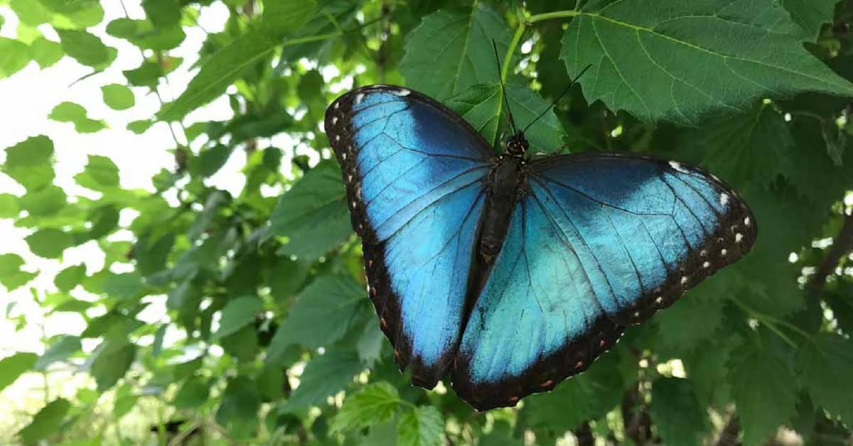 Hands On At The Newfoundland Insectarium | Family Travel Blog