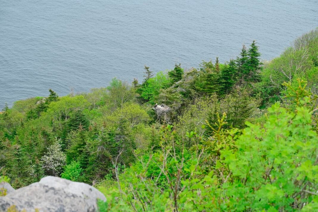 Signal Hill National Historic Site: 2026 Visitor Guide