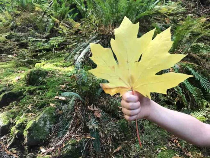 Minnekhada Regional Park - High Knoll Trail - Adventure Awaits