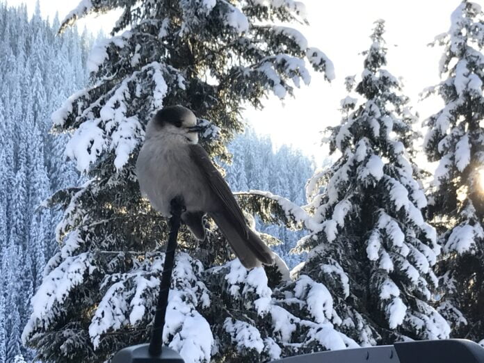 Lightning Lake Loop Hike - Manning Park - Adventure Awaits