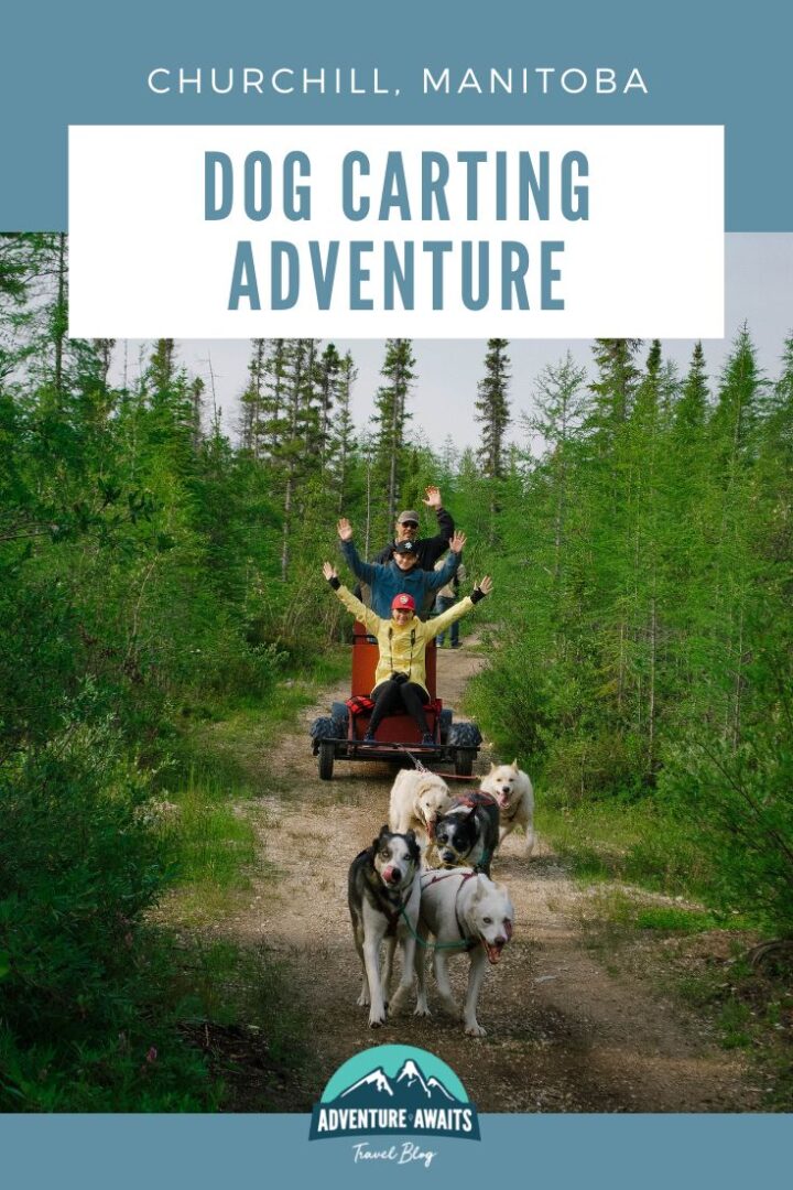 Luke Skywalker, Doggie Spas, And Sport At The Wapusk Dog Carting ...