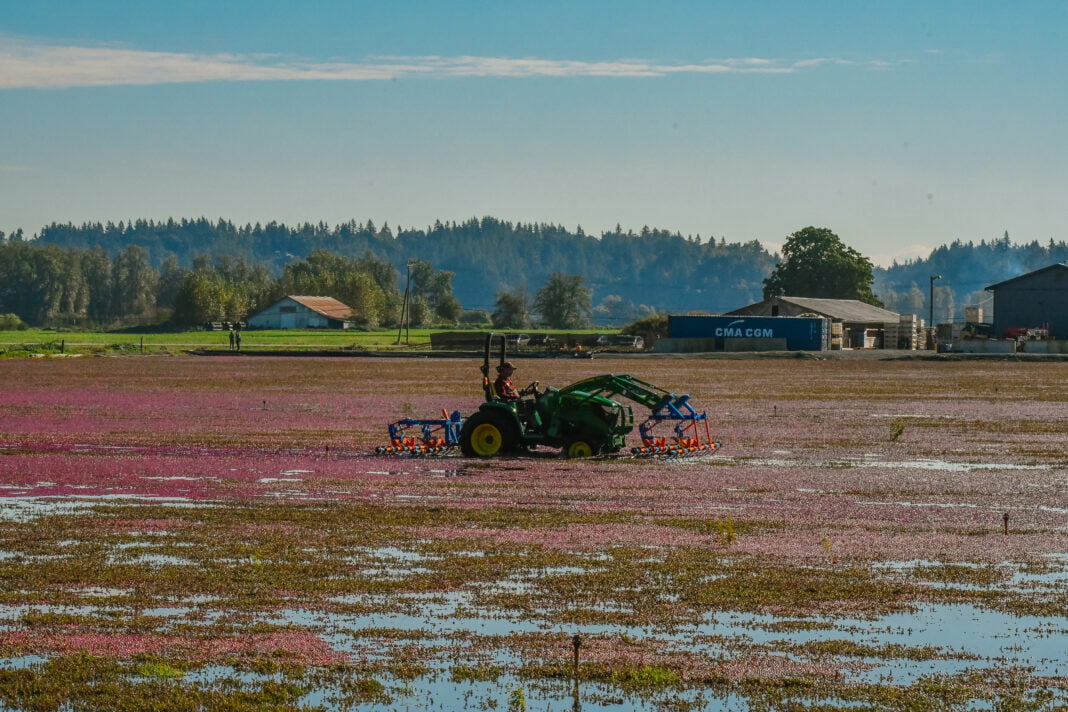 Cranberry Plunge Langley - How To Plan The Best Cranberry Farm ...