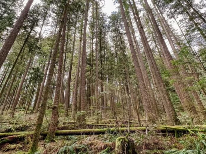 13 Fun & Informative Trails At The Malcolm Knapp Research Forest