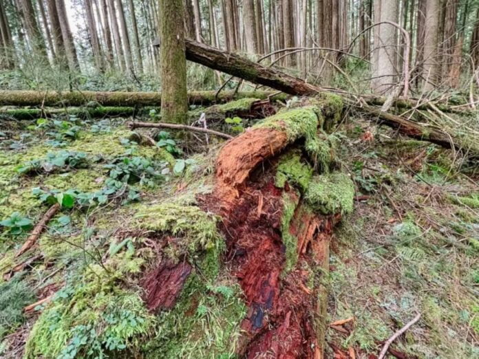 13 Fun & Informative Trails At The Malcolm Knapp Research Forest
