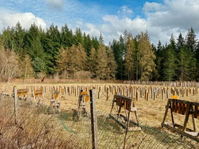 13 Fun & Informative Trails At The Malcolm Knapp Research Forest