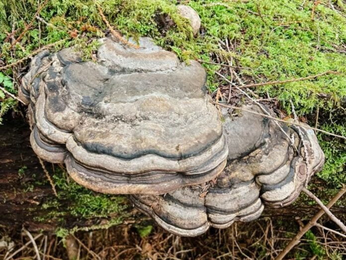 13 Fun & Informative Trails At The Malcolm Knapp Research Forest