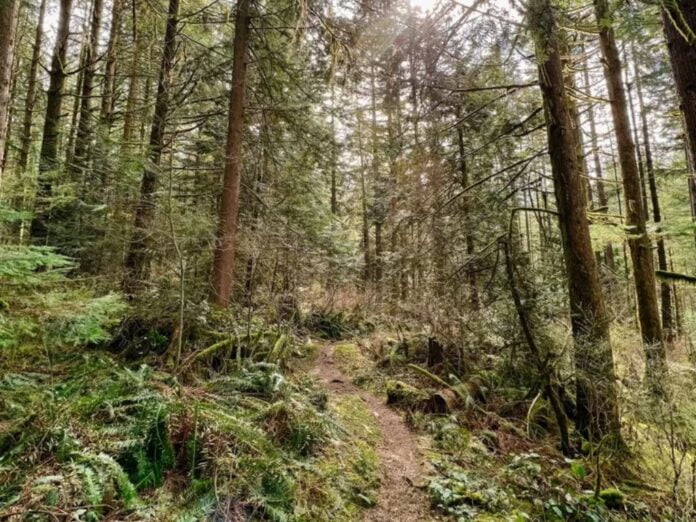 13 Fun & Informative Trails At The Malcolm Knapp Research Forest