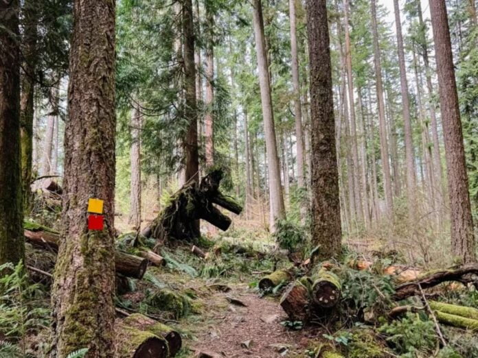 13 Fun & Informative Trails At The Malcolm Knapp Research Forest