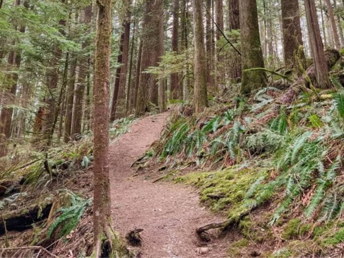 13 Fun & Informative Trails At The Malcolm Knapp Research Forest