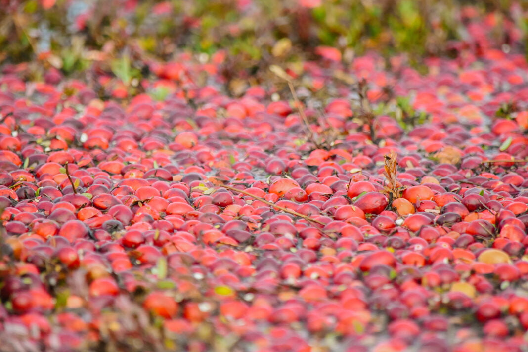 Cranberry Plunge Langley - How To Plan The Best Cranberry Farm ...