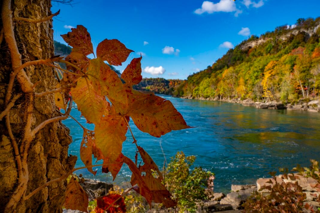 Fall Foliage In Niagara Falls-Canada's Best Leaf-Peeping Guide