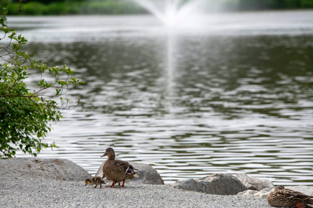 Things To Do In Langley BC - 2025 Guide To Langley City